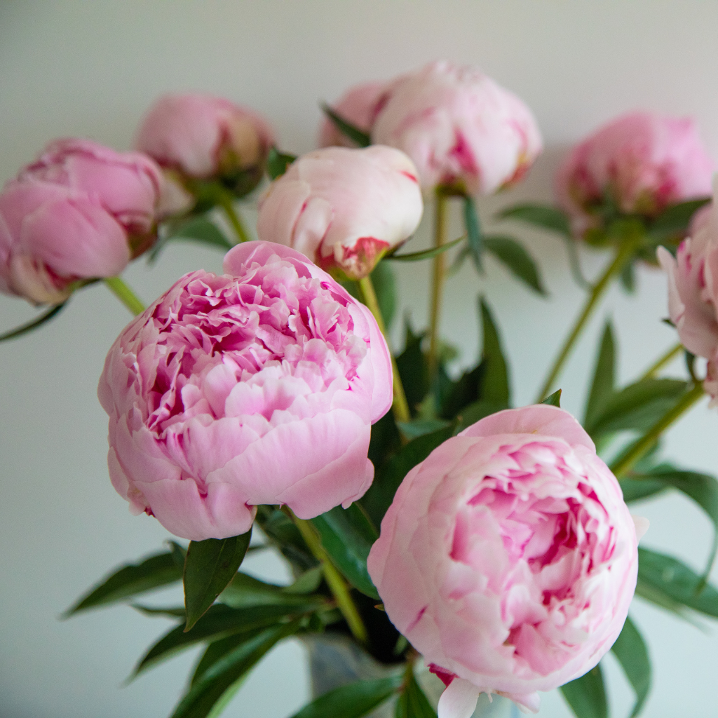 Peonies Flowers | FLORAMOMENTS.SG Express DELIVERY